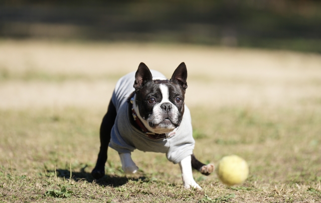 sui Dogrun - SUI DOGRUN